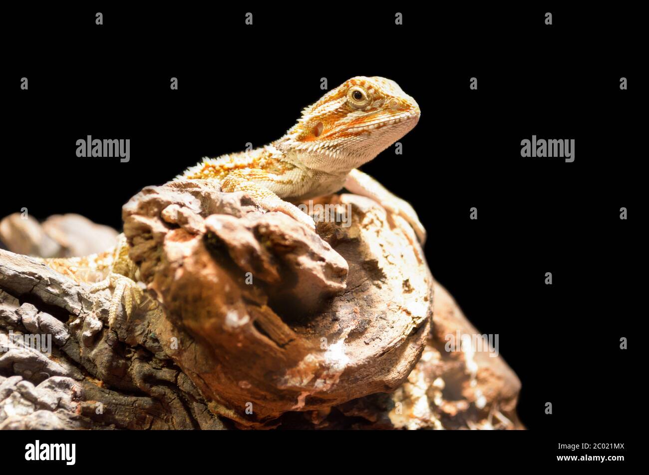 Bearded dragon desert hi-res stock photography and images - Alamy