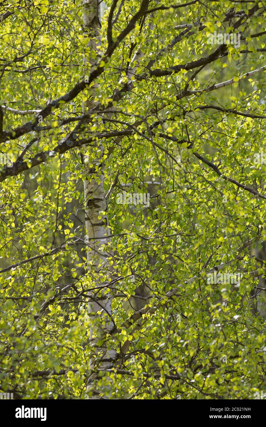 Betula Pendula Bltter
