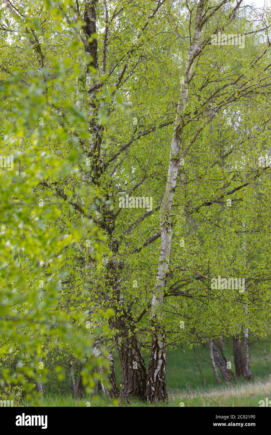 Betula Pendula Bltter
