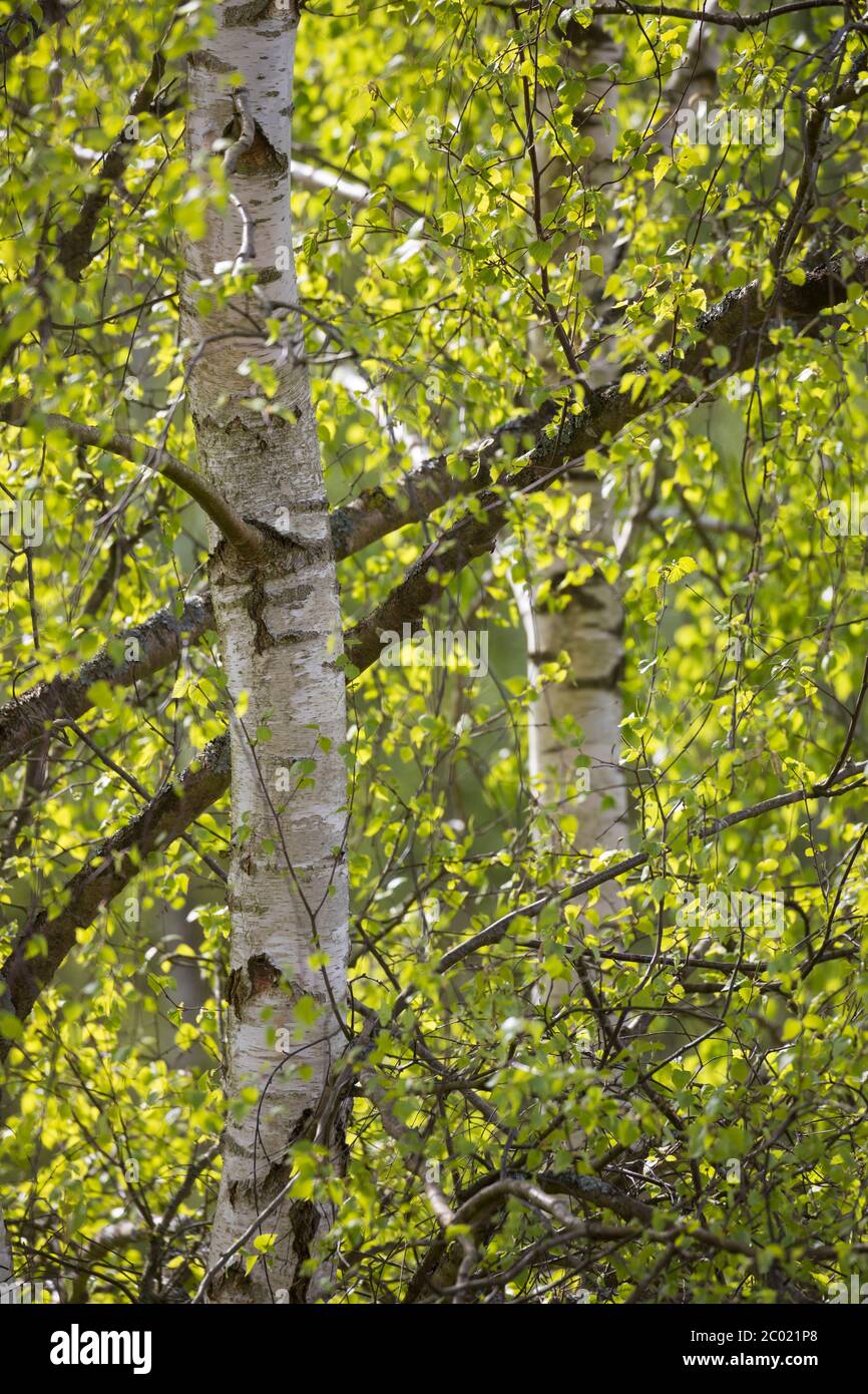 Betula Pendula Bltter