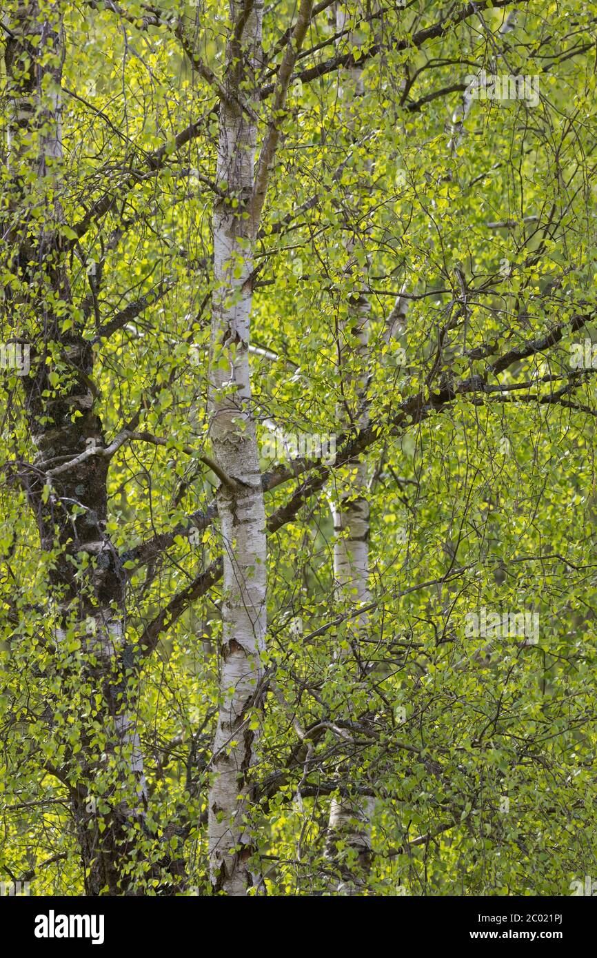 Betula Pendula Bltter