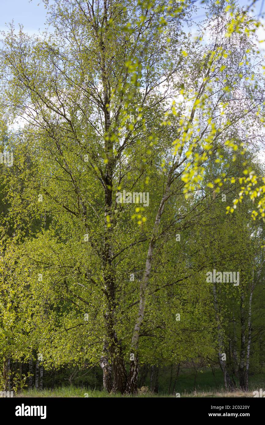 Betula Pendula Bltter