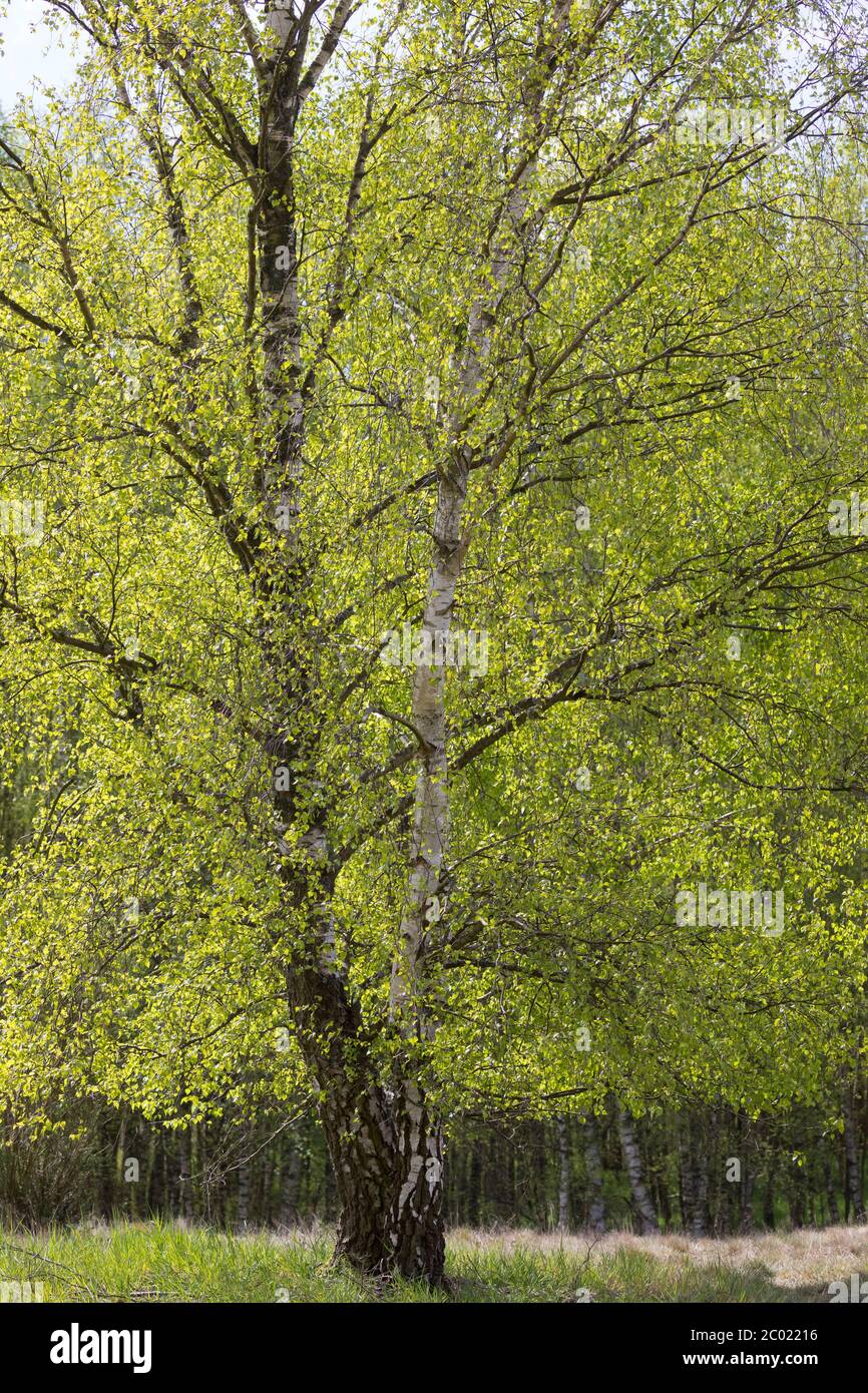 Betula Pendula Bltter