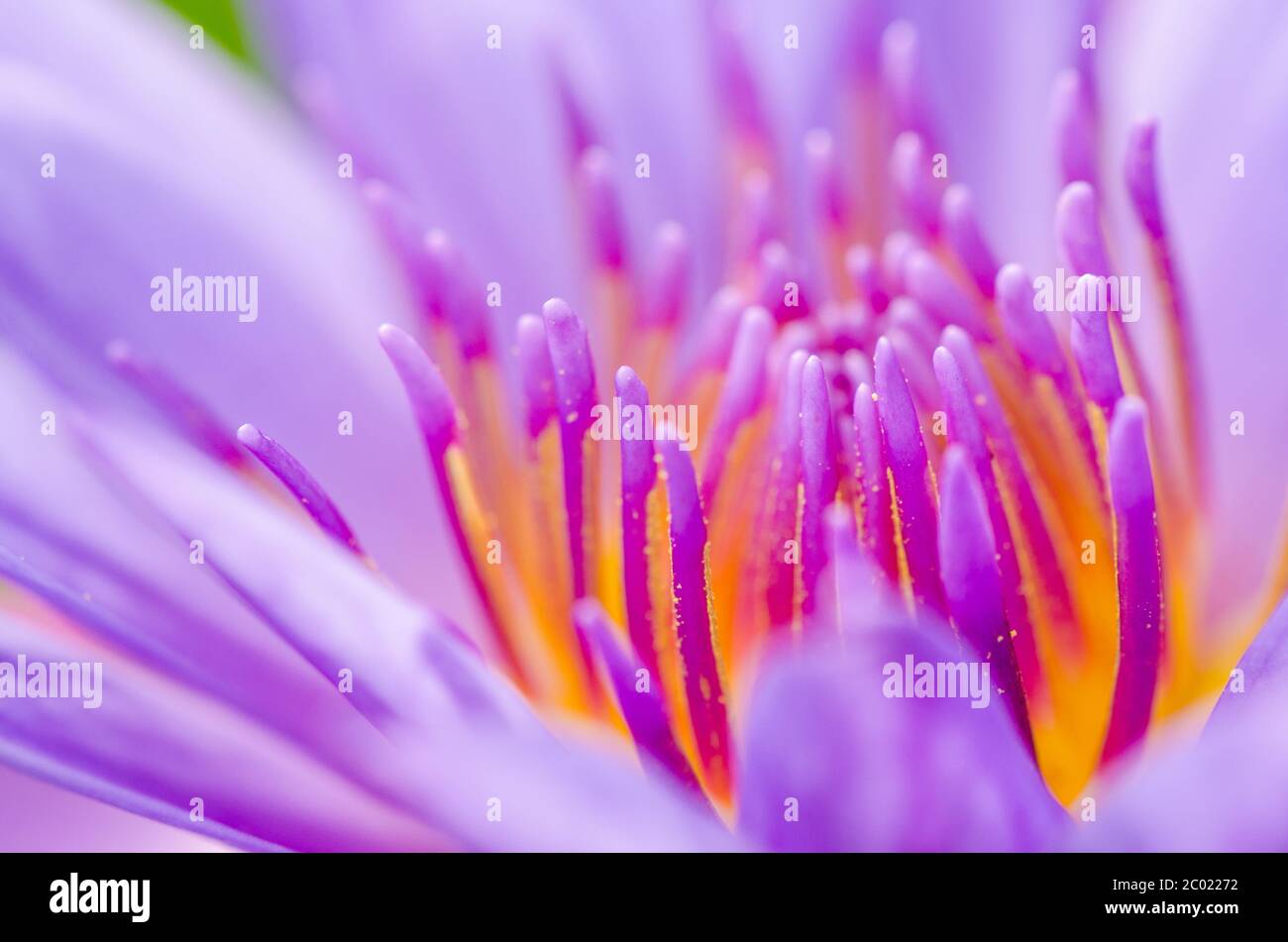 Macro pollen of purple lotus ( Nymphaea Nouchali Stock Photo - Alamy
