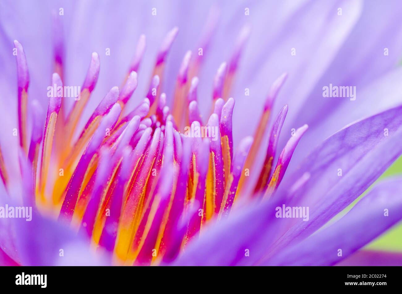 Macro pollen of purple lotus ( Nymphaea Nouchali Stock Photo - Alamy