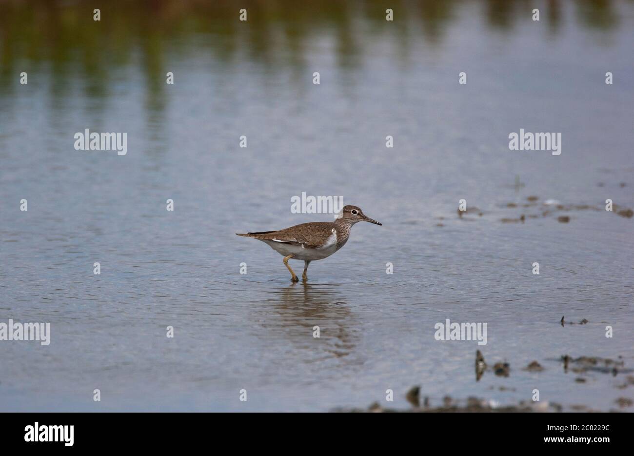 Common Sandpiper, Actitis hypoleucos, single adult wading in lagoon ...