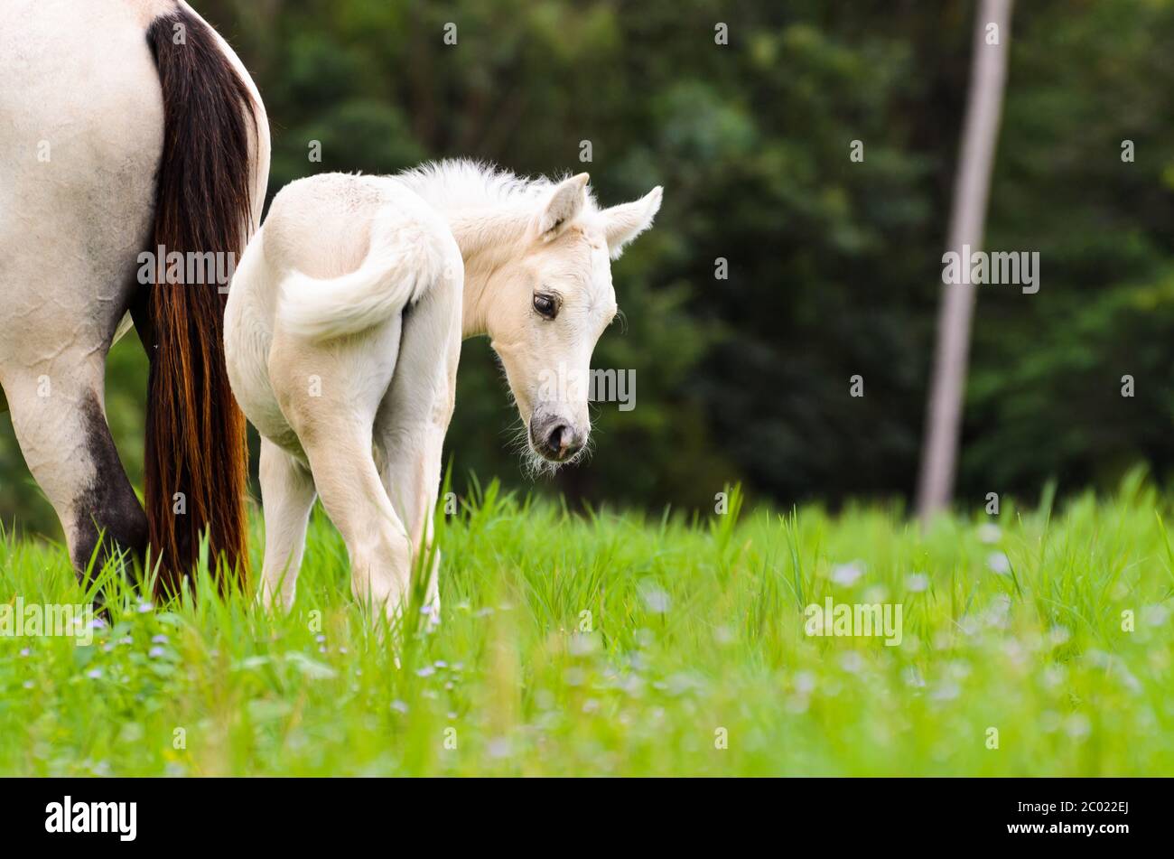 White horse foal pet farm hi-res stock photography and images - Alamy