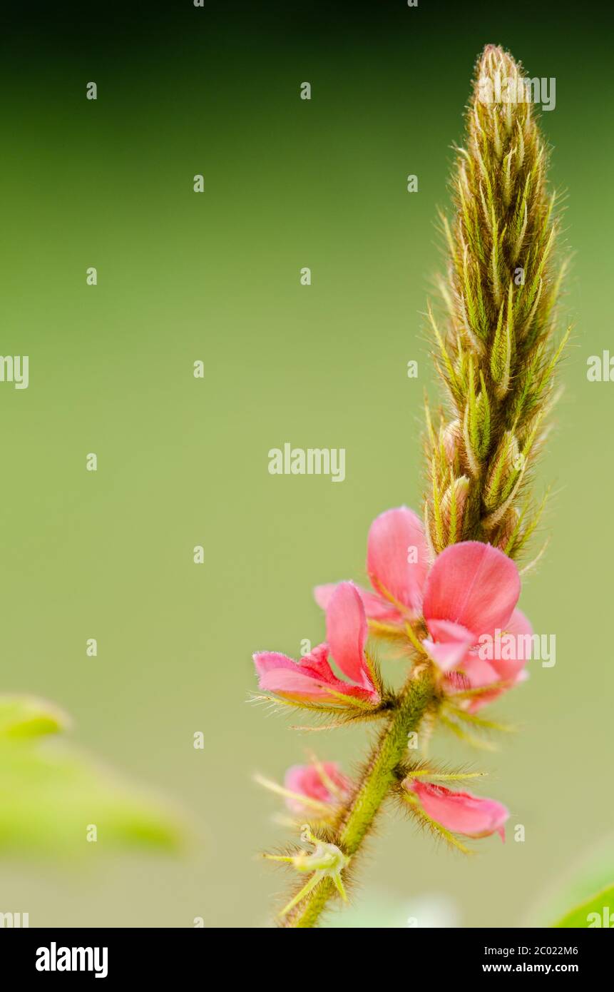 Panicle flower hi-res stock photography and images - Alamy