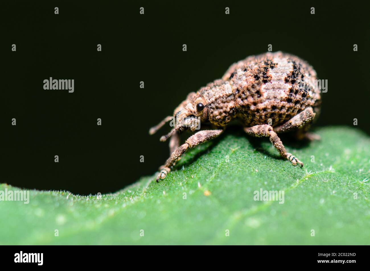 Vine weevil leaf hi-res stock photography and images - Alamy