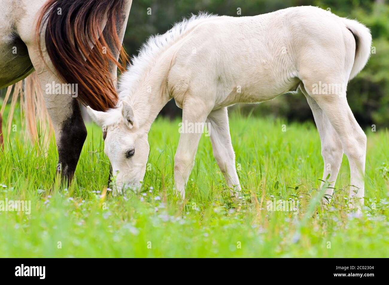 White foal hi-res stock photography and images - Alamy