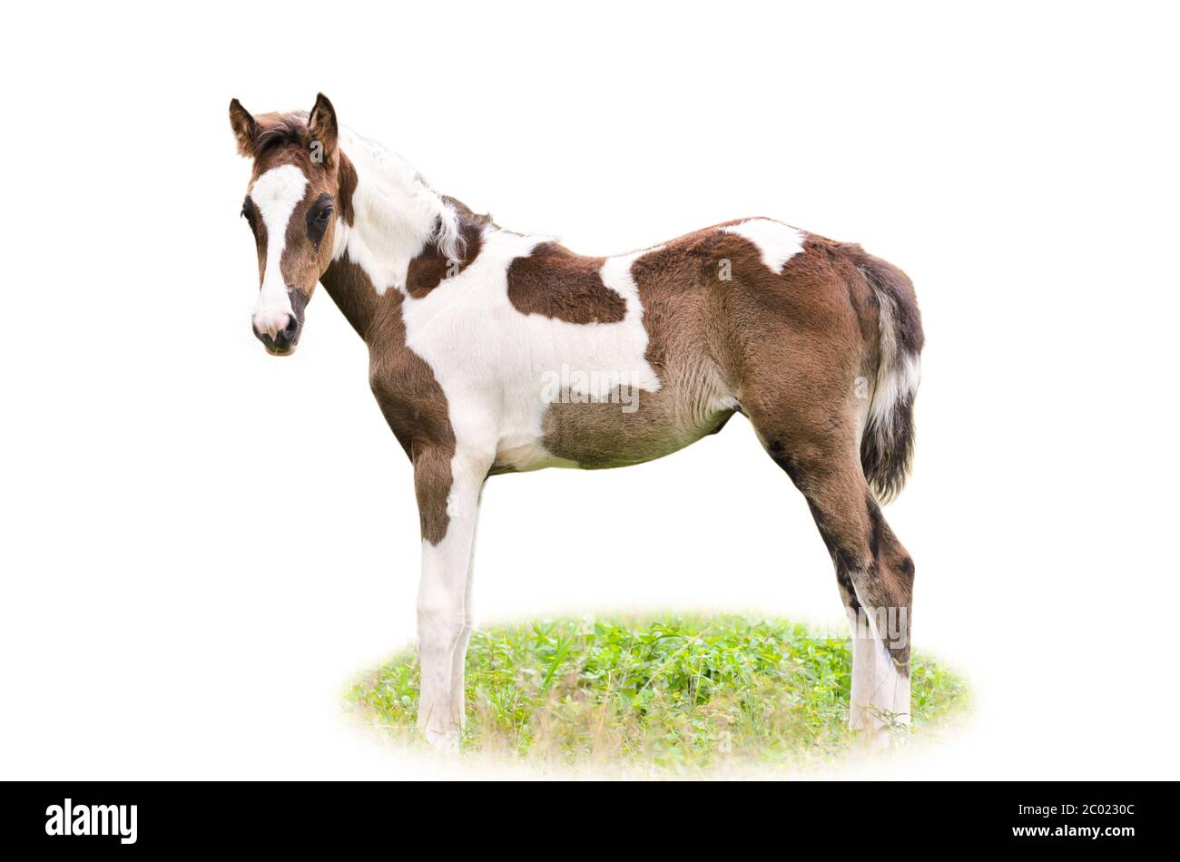 White foal hi-res stock photography and images - Alamy