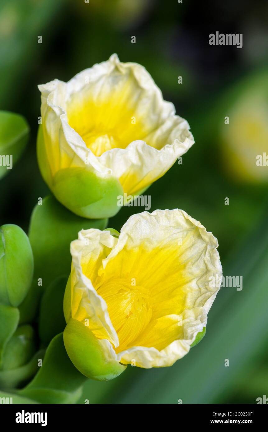 Yellow flower of Limnocharis flava Stock Photo - Alamy