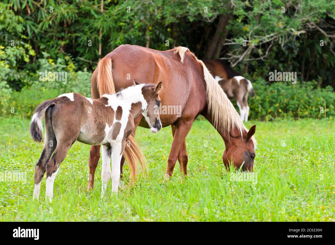 Mare and foal lawn hi-res stock photography and images - Alamy