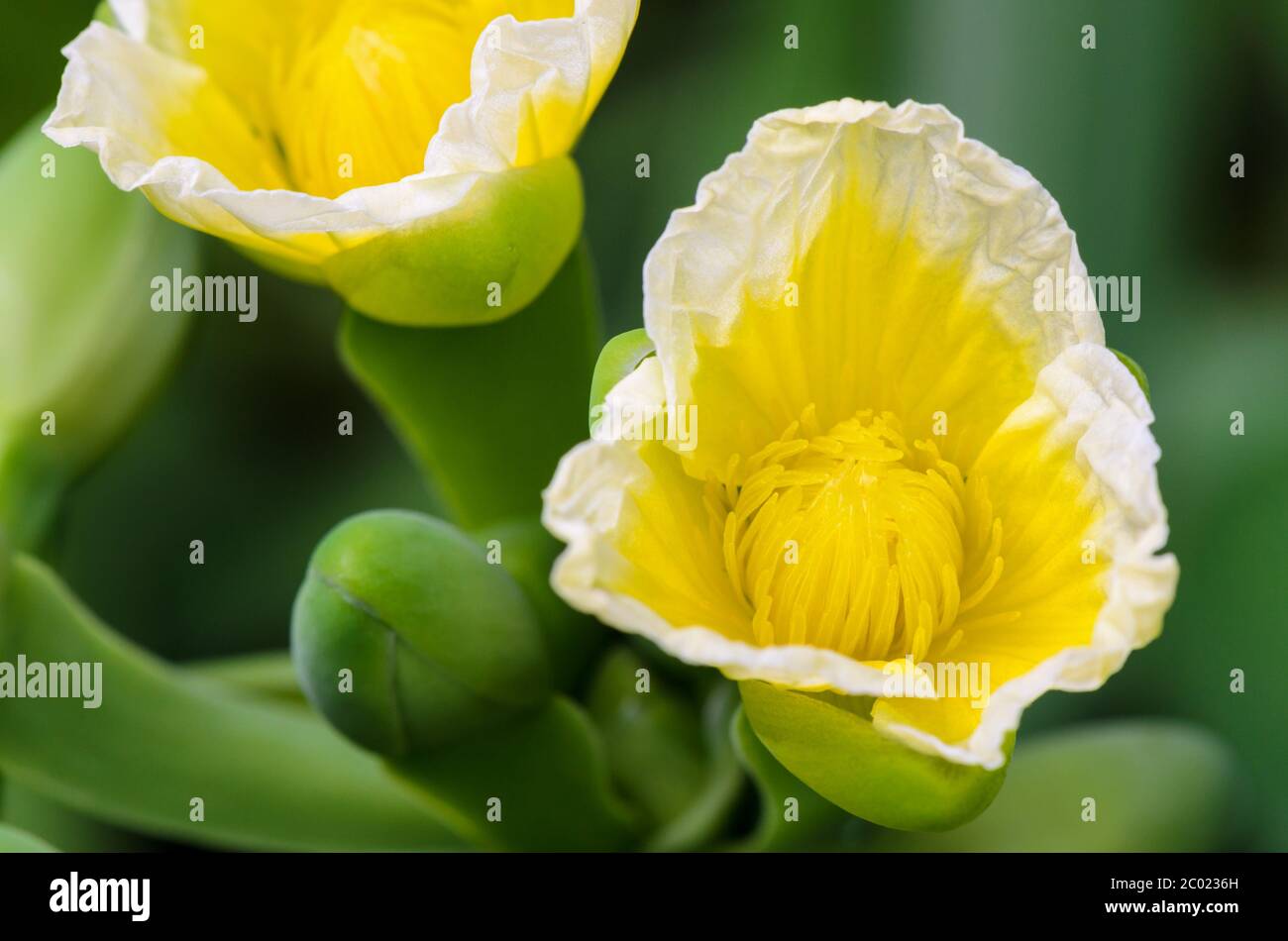 Yellow flower of Limnocharis flava Stock Photo - Alamy