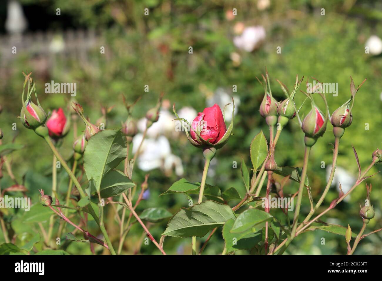 Red roses growing in a cottage garden hi-res stock photography and ...