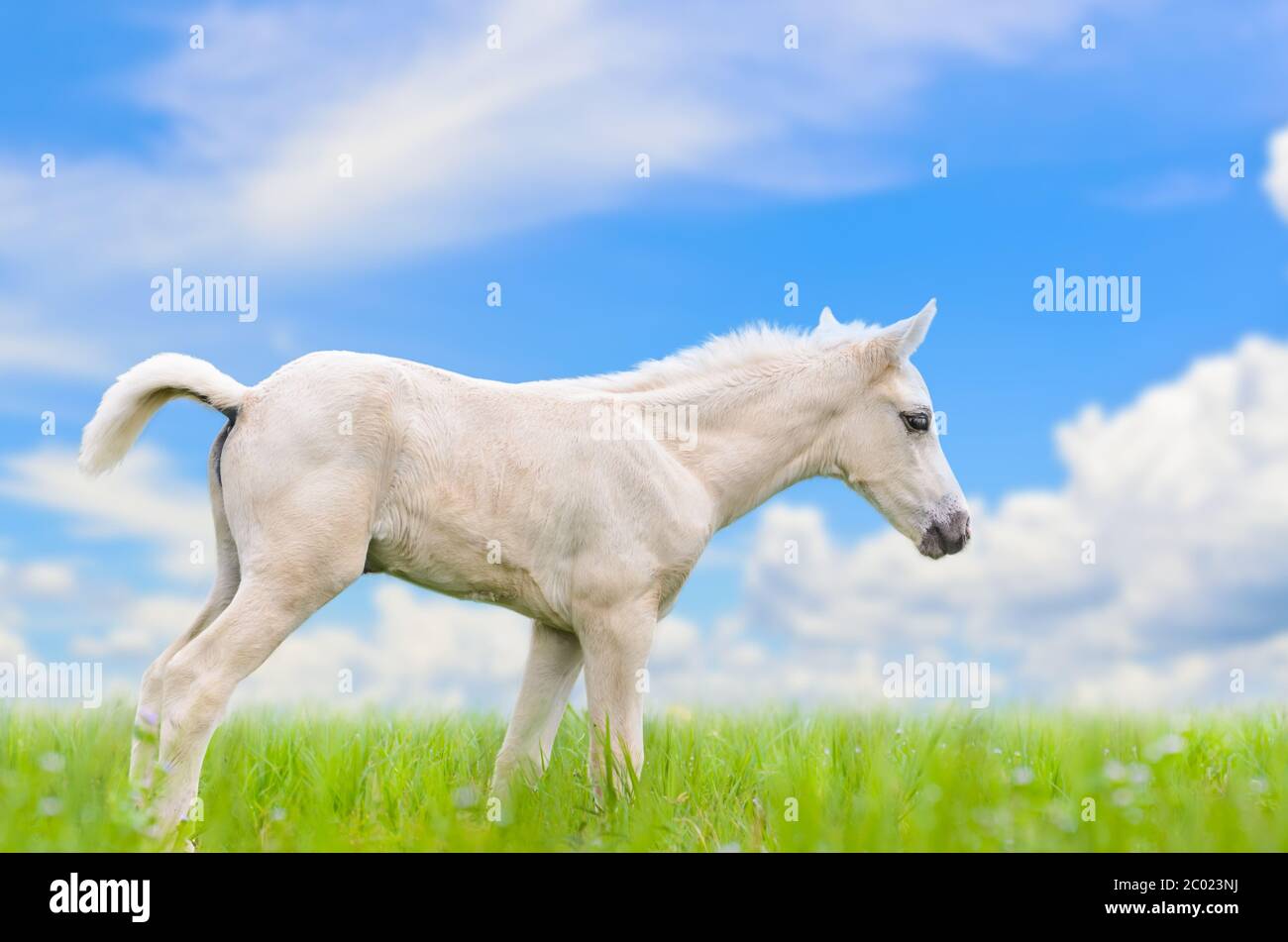 Foal in grass hi-res stock photography and images - Alamy