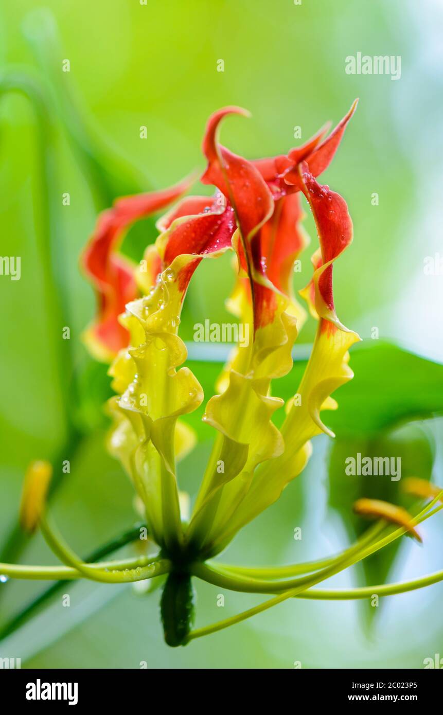 Gloriosa Superba or Climbing Lily flower Stock Photo - Alamy