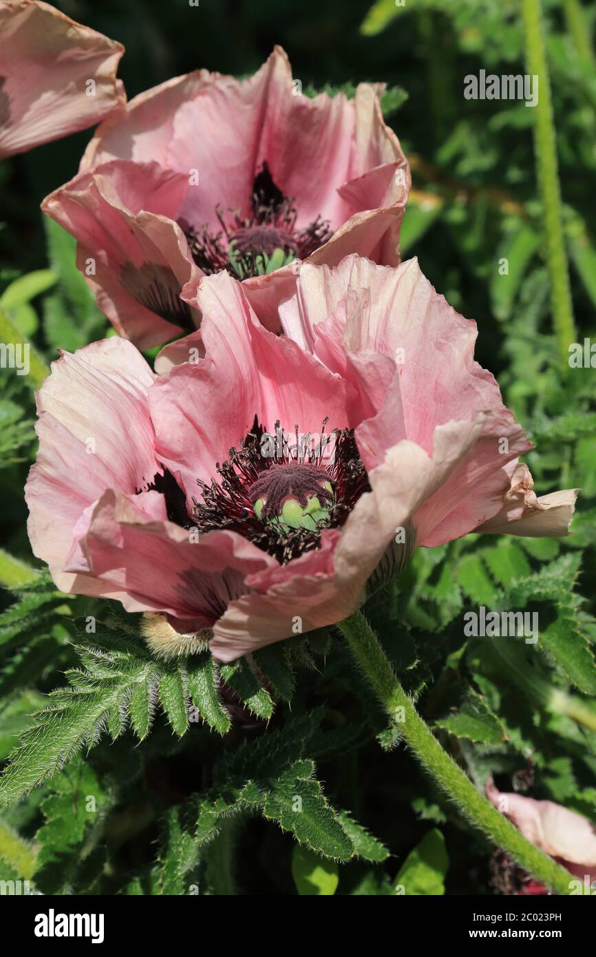 Pink poppy in a garden in Kent, England Stock Photo - Alamy