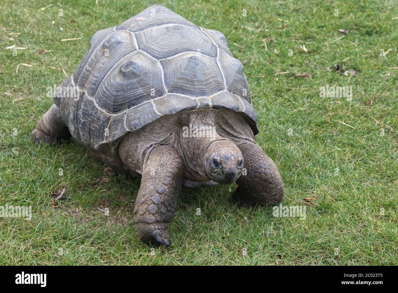 Aldabra giant tortoise Stock Photo - Alamy