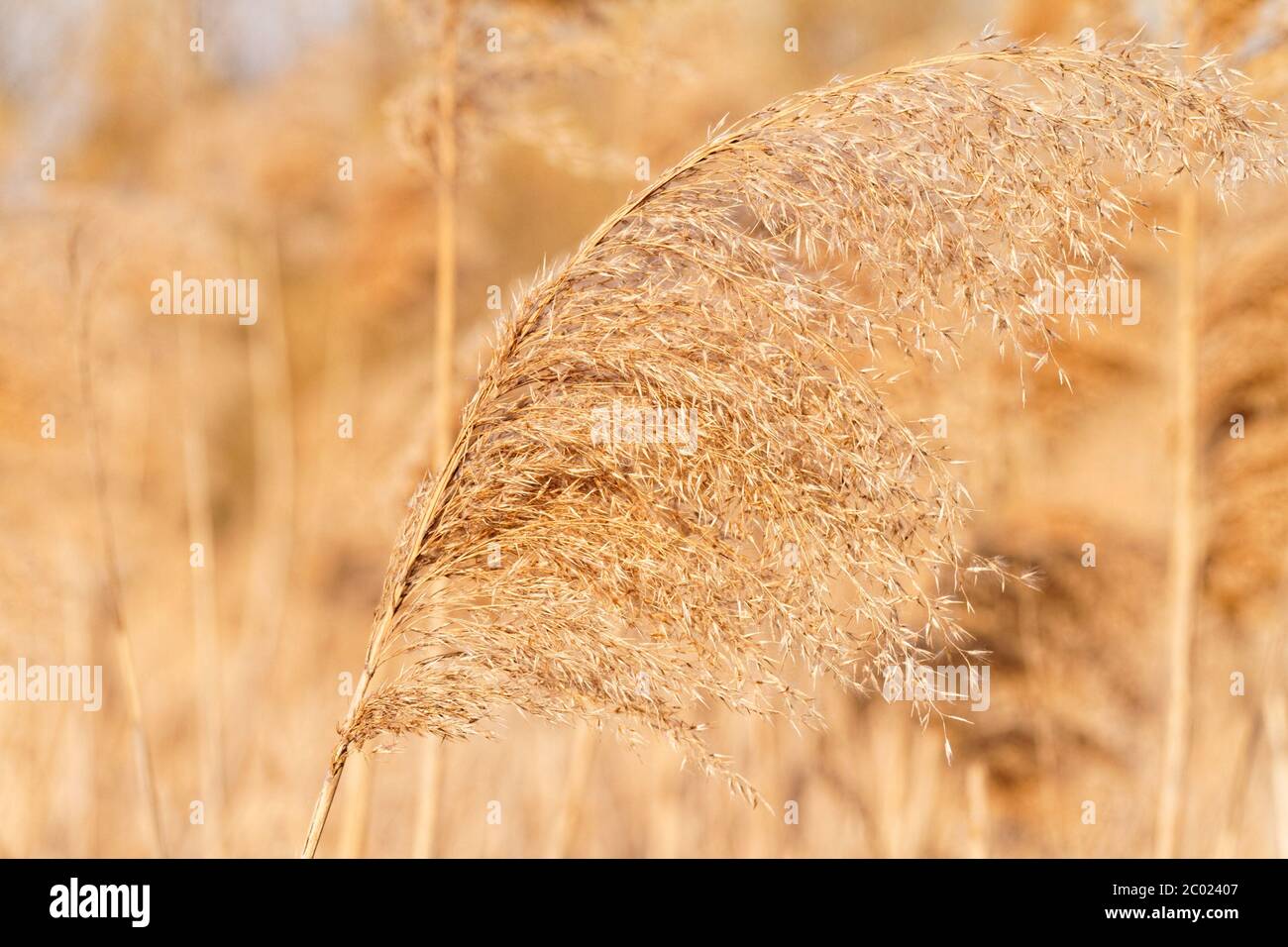 Gold grass hi-res stock photography and images - Alamy