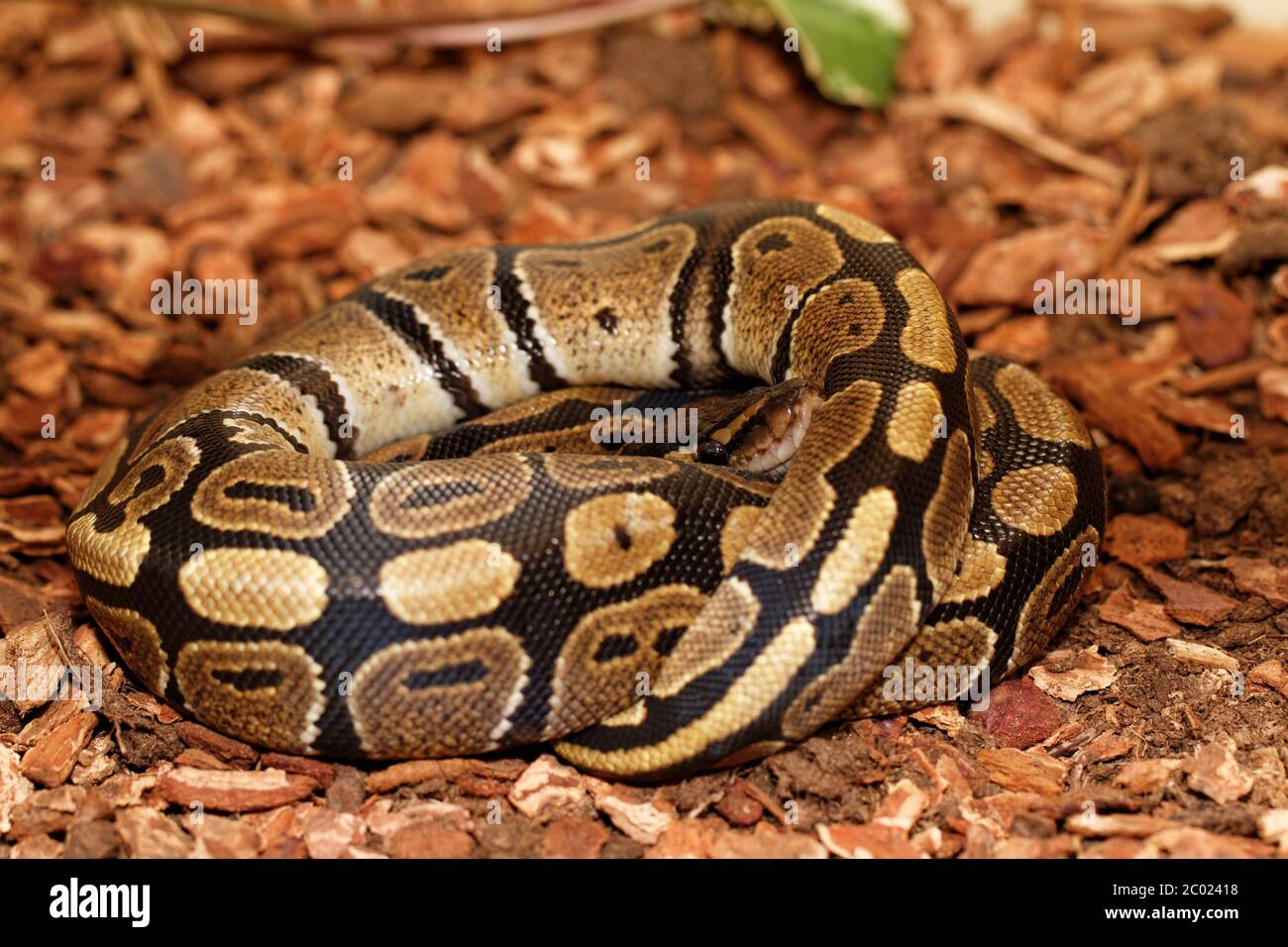 Ball Python (Python regius) - close up photo Stock Photo - Alamy