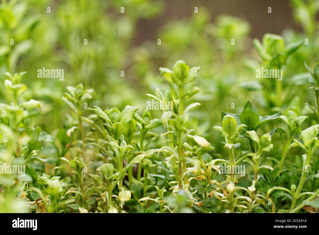 Small green plant hi-res stock photography and images - Alamy