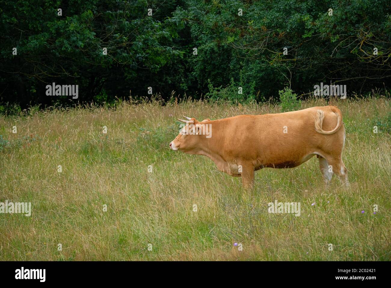 élevage agricole hi-res stock photography and images - Alamy