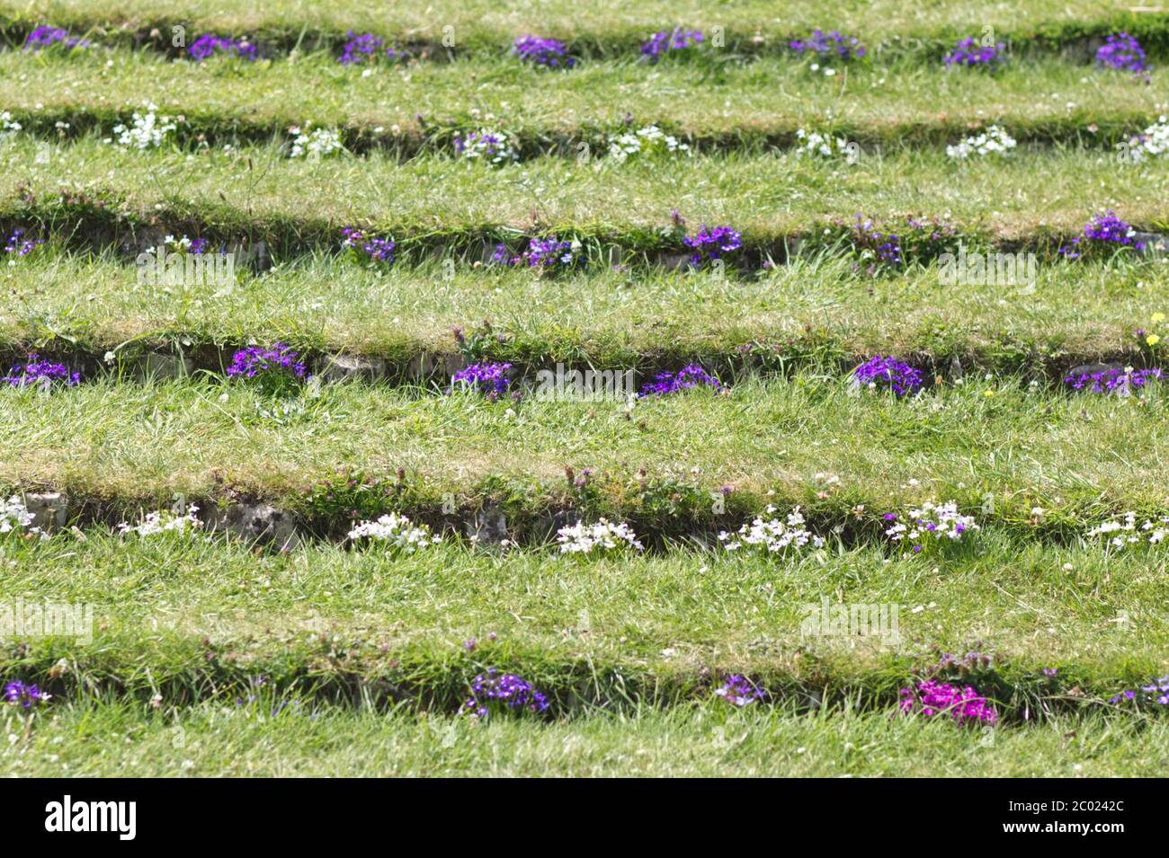 grass steps decorated with flowers Stock Photo - Alamy