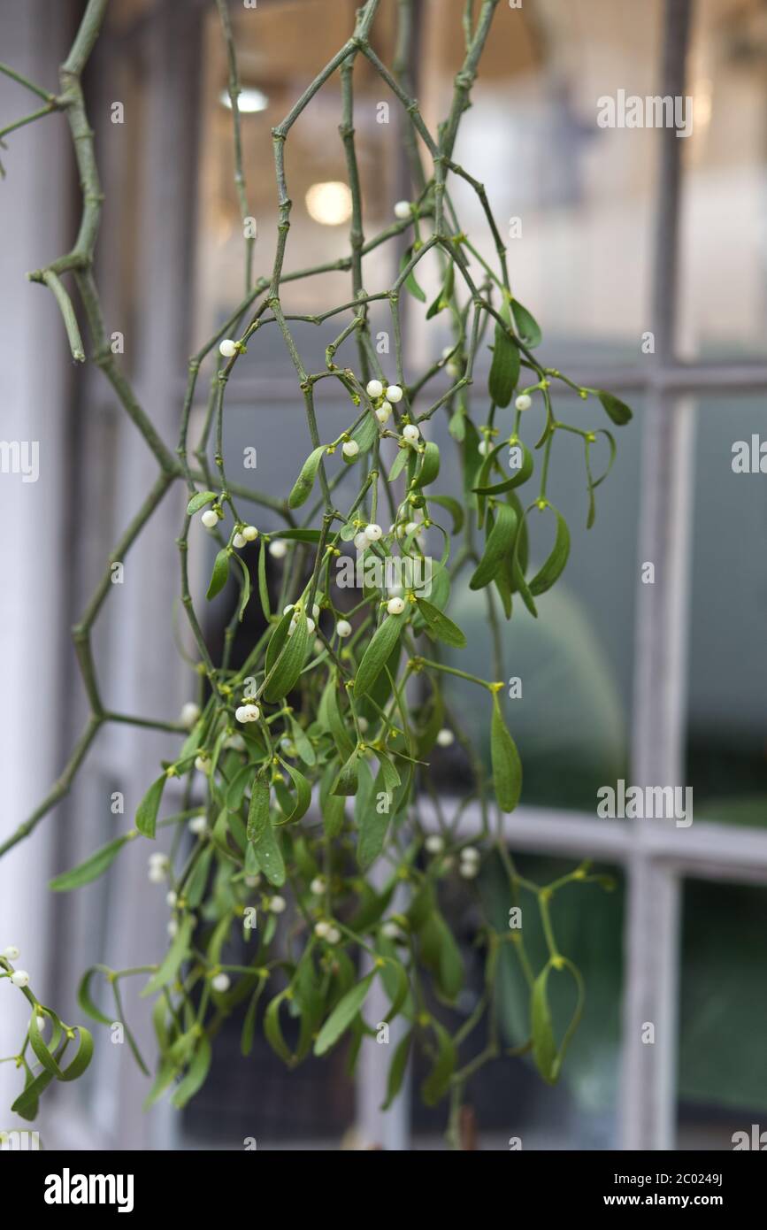 Parasitic evergreen shrub hi-res stock photography and images - Alamy