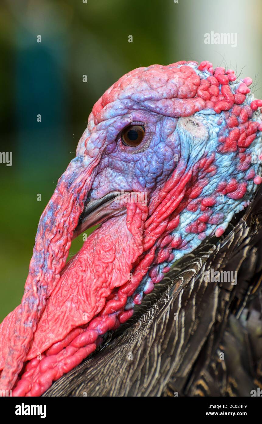 Closeup head of male wild turkey Stock Photo - Alamy