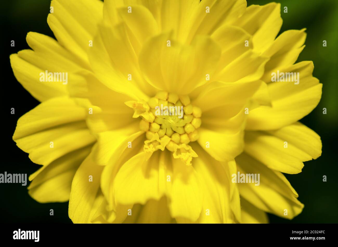 Yellow sulfur cosmos hi-res stock photography and images - Alamy