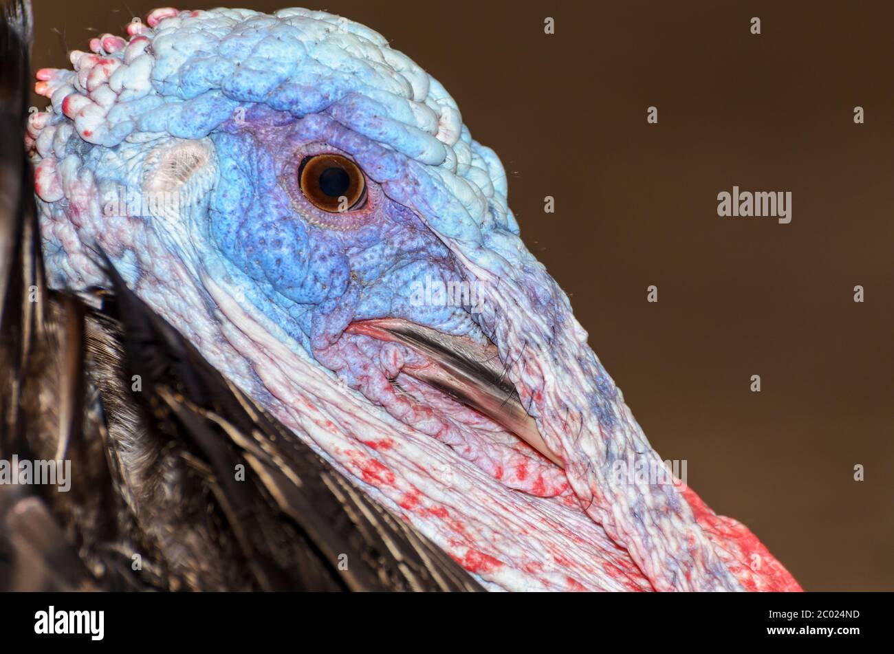 Turkey blue head red hi-res stock photography and images - Alamy