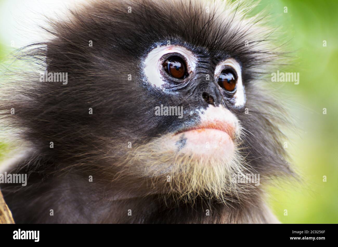 Monkey face close up hi-res stock photography and images - Alamy