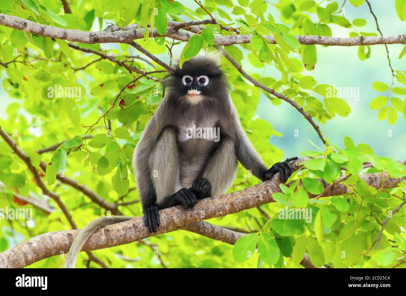 Dusky leaf monkey or Trachypithecus obscurus on tree Stock Photo - Alamy