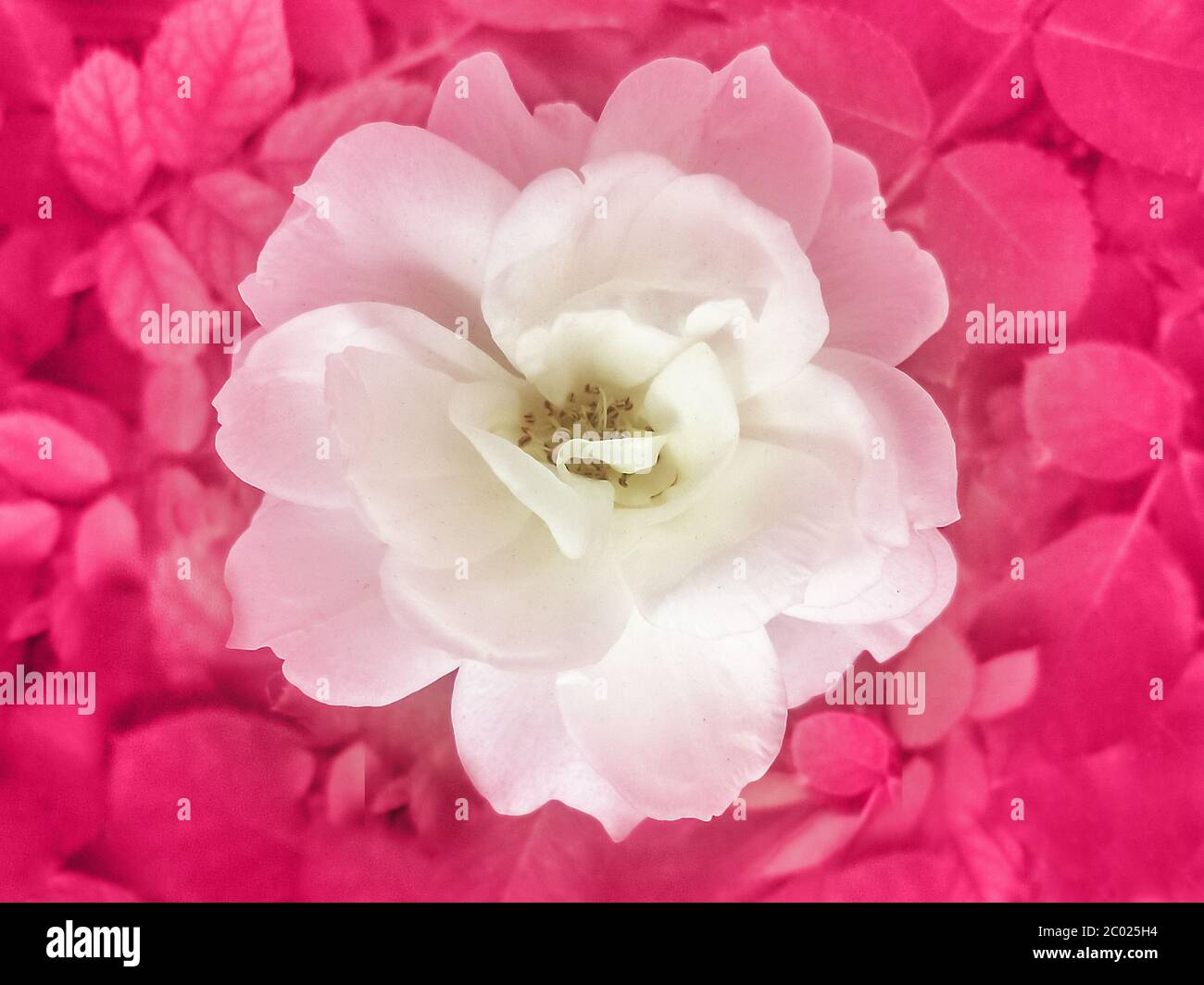 Rose top view hi-res stock photography and images - Alamy
