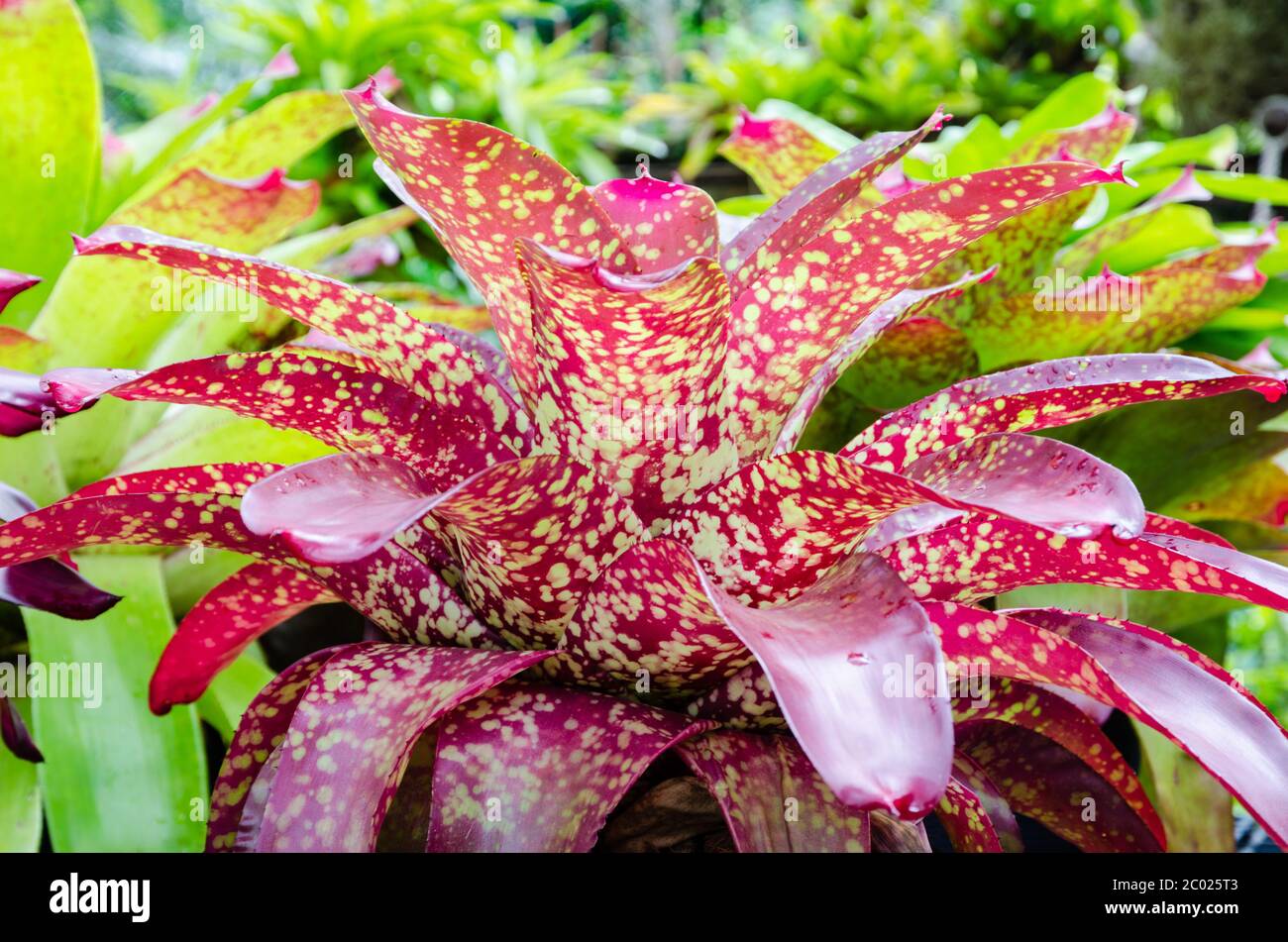 Pink bromeliad hi-res stock photography and images - Alamy