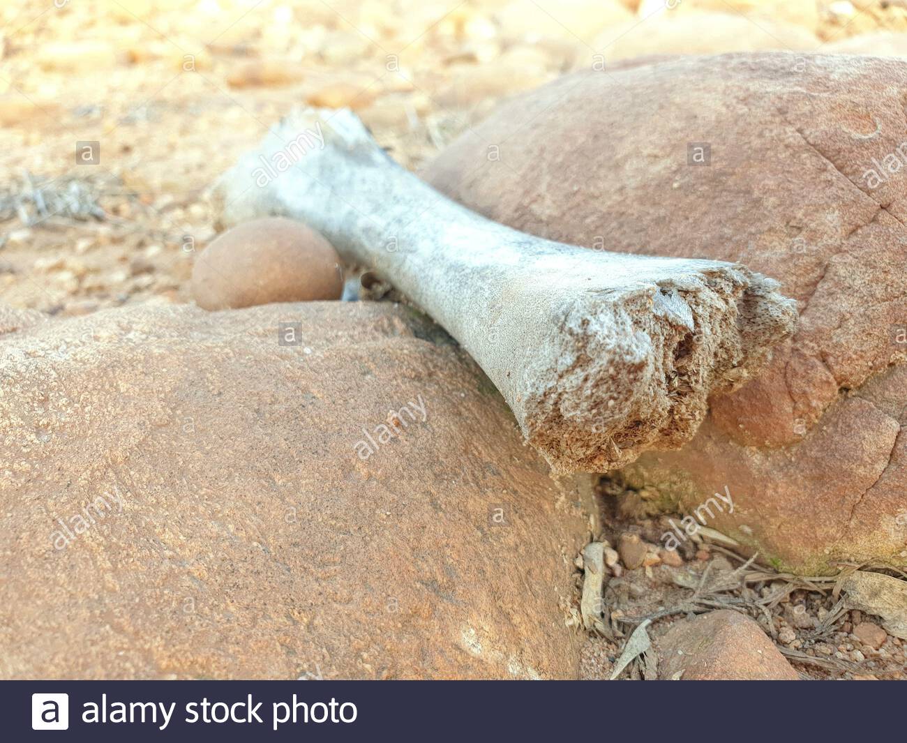 Human Bones Desert High Resolution Stock Photography and Images - Alamy