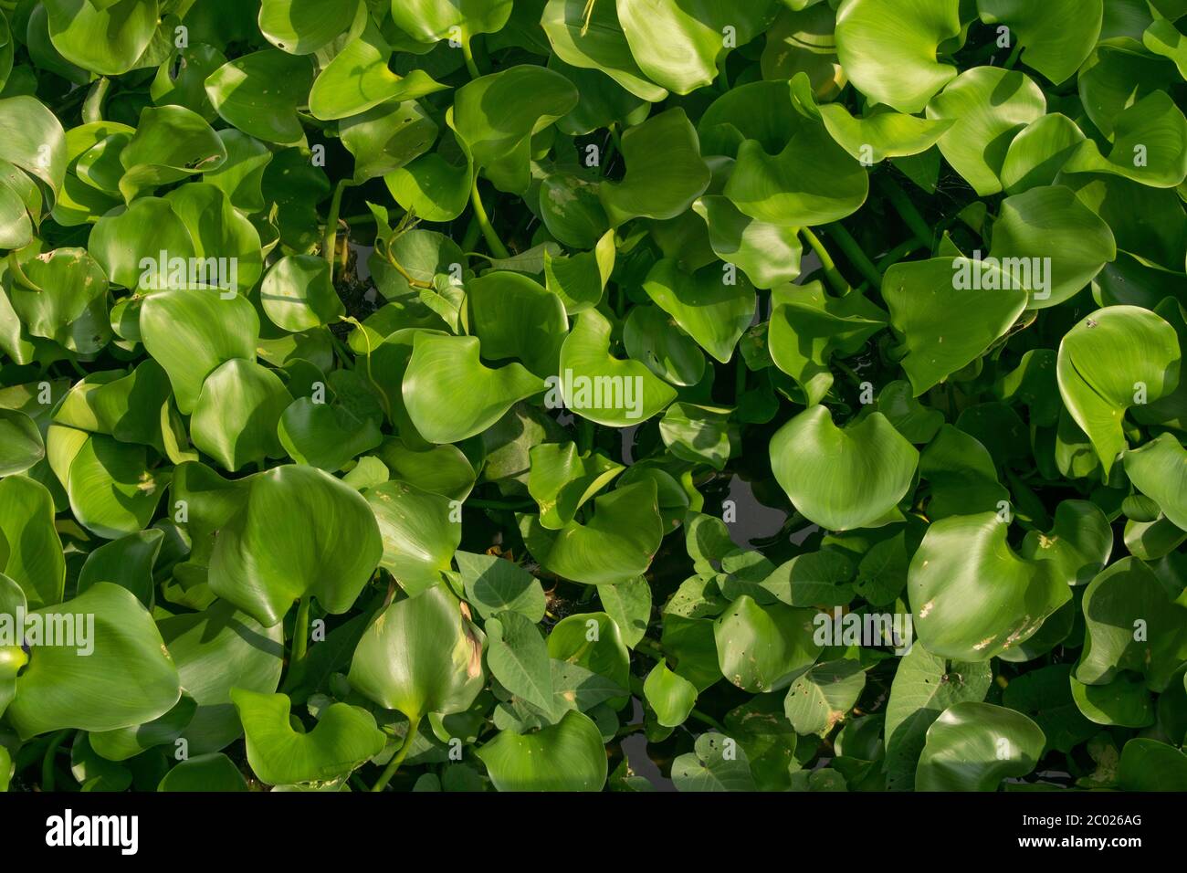 Pattern of Water Hyacinth leaves floating in a river of Thailand Stock ...