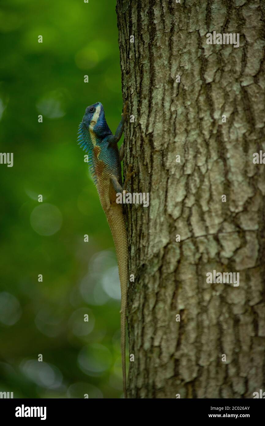 Blue Crested Lizard climbing tree, photograph from right angle showing ...