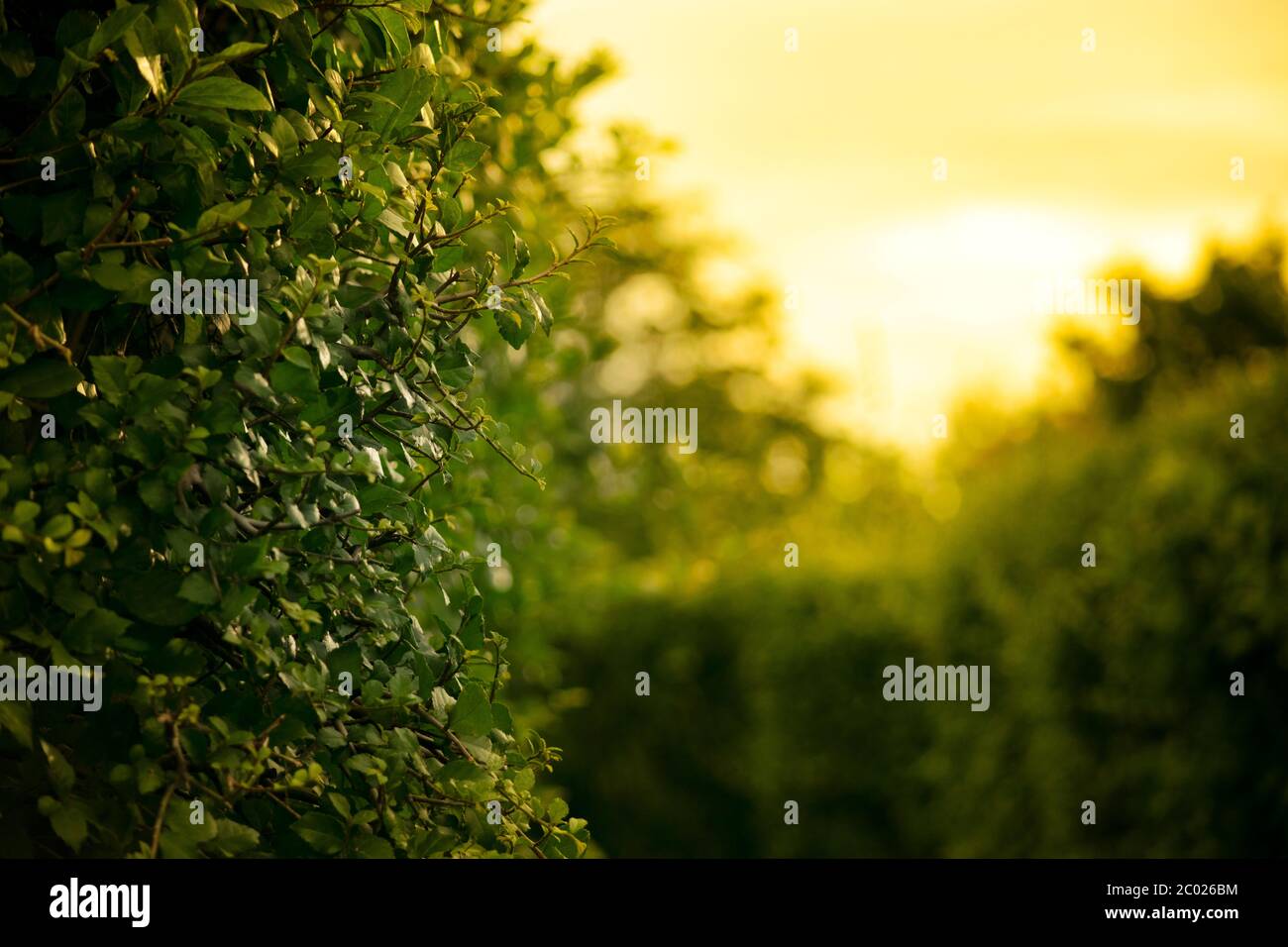 Background pattern of green leaves made of Fukien tea hedge. Maze made ...