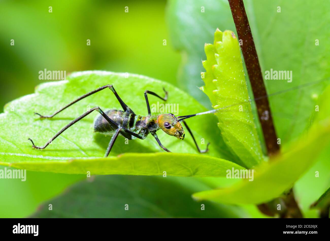 Ant mimic bug hi-res stock photography and images - Alamy