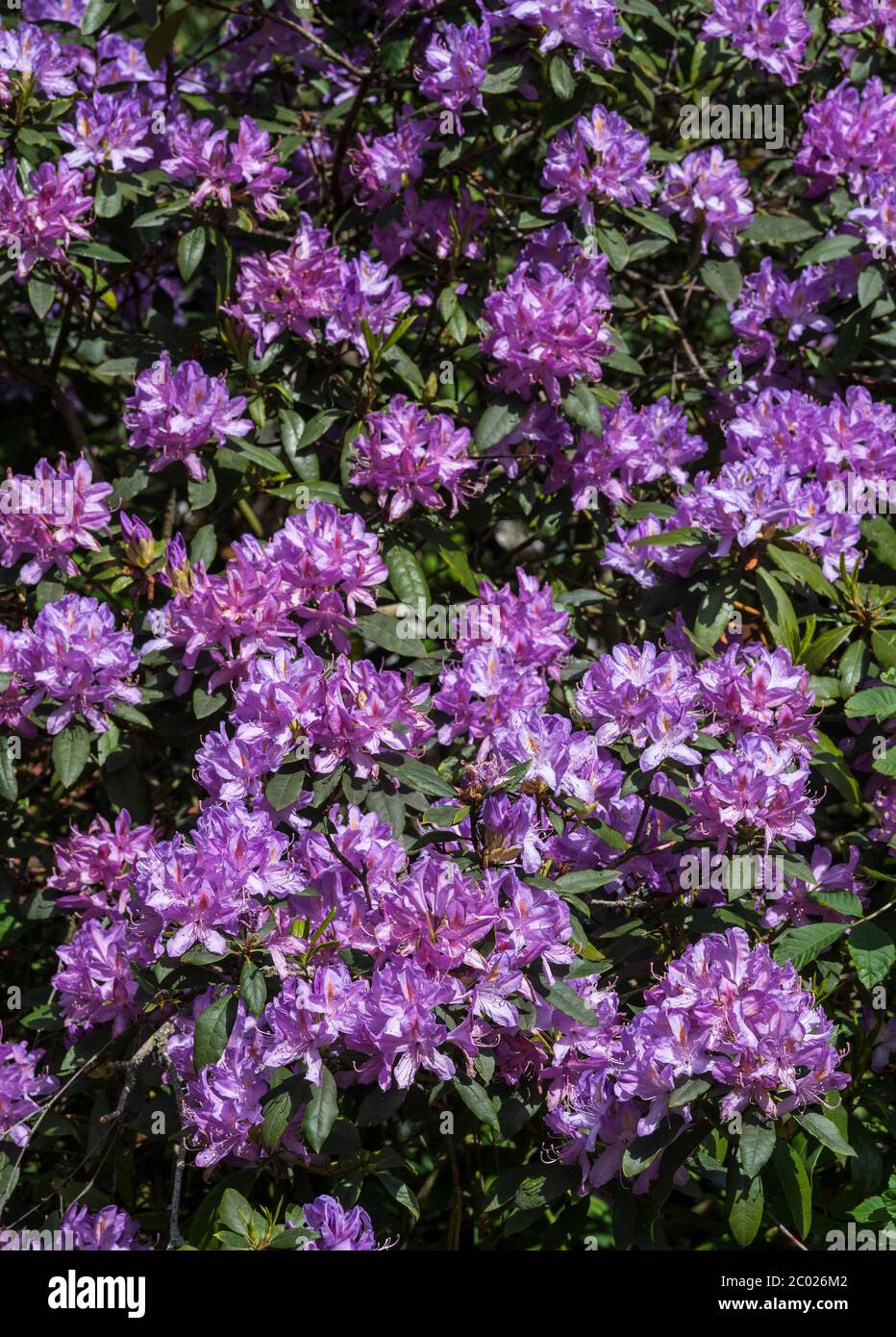 A pale purple Rhododendron with dark red / amber spots. Bright color ...