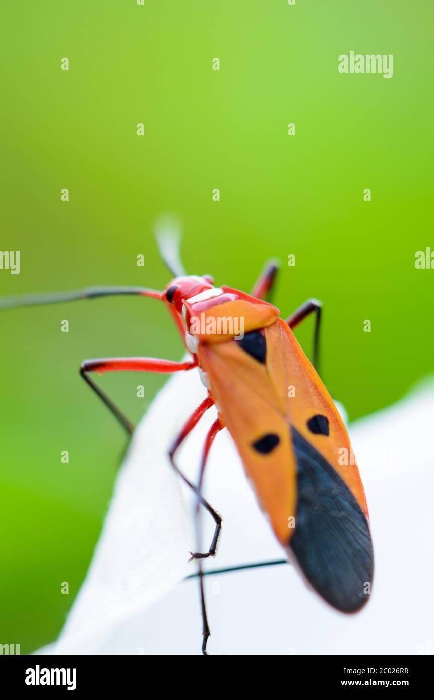 Red cotton bug hi-res stock photography and images - Alamy
