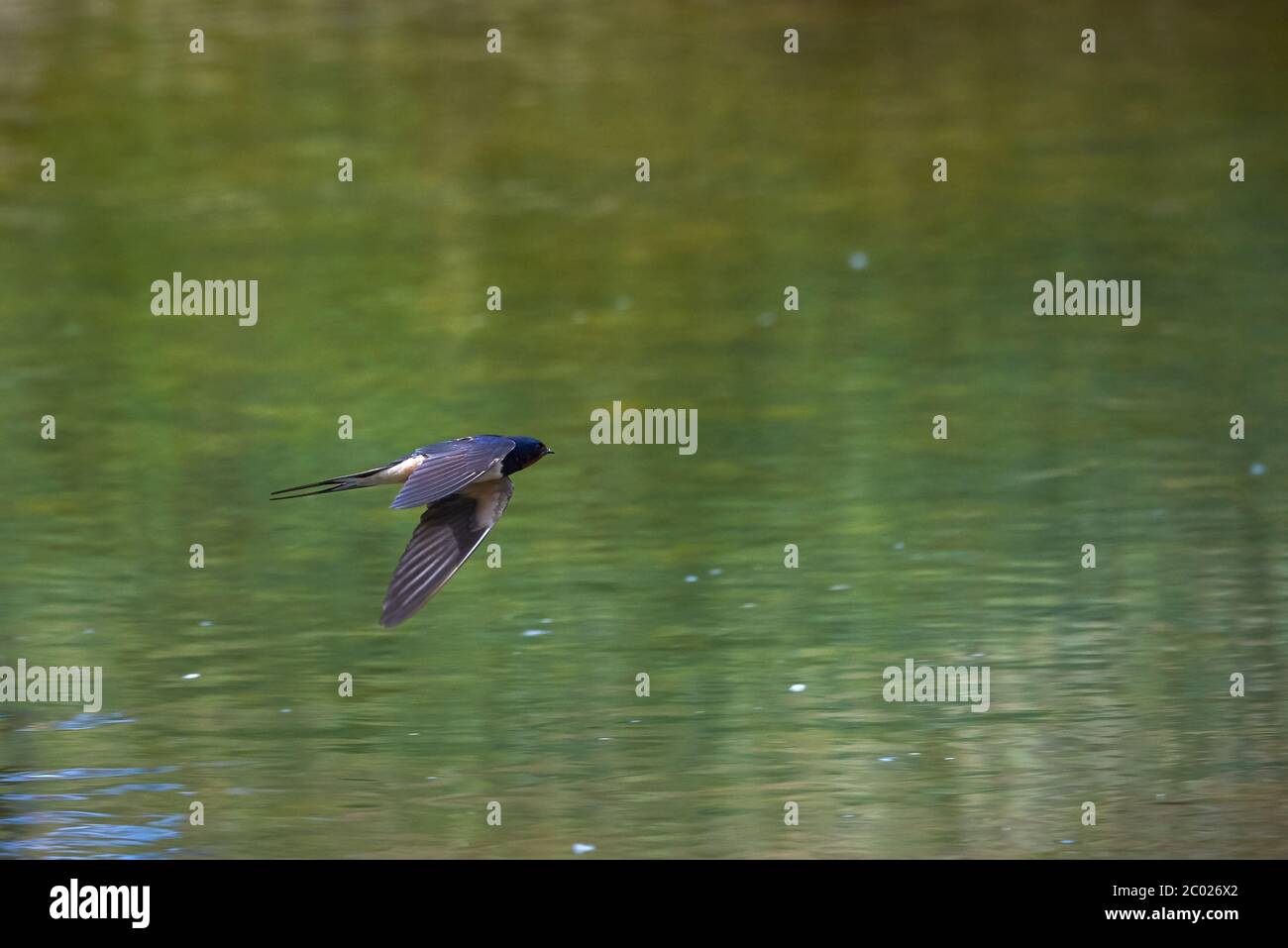 Barn Swallow Flight High Resolution Stock Photography and Images - Alamy