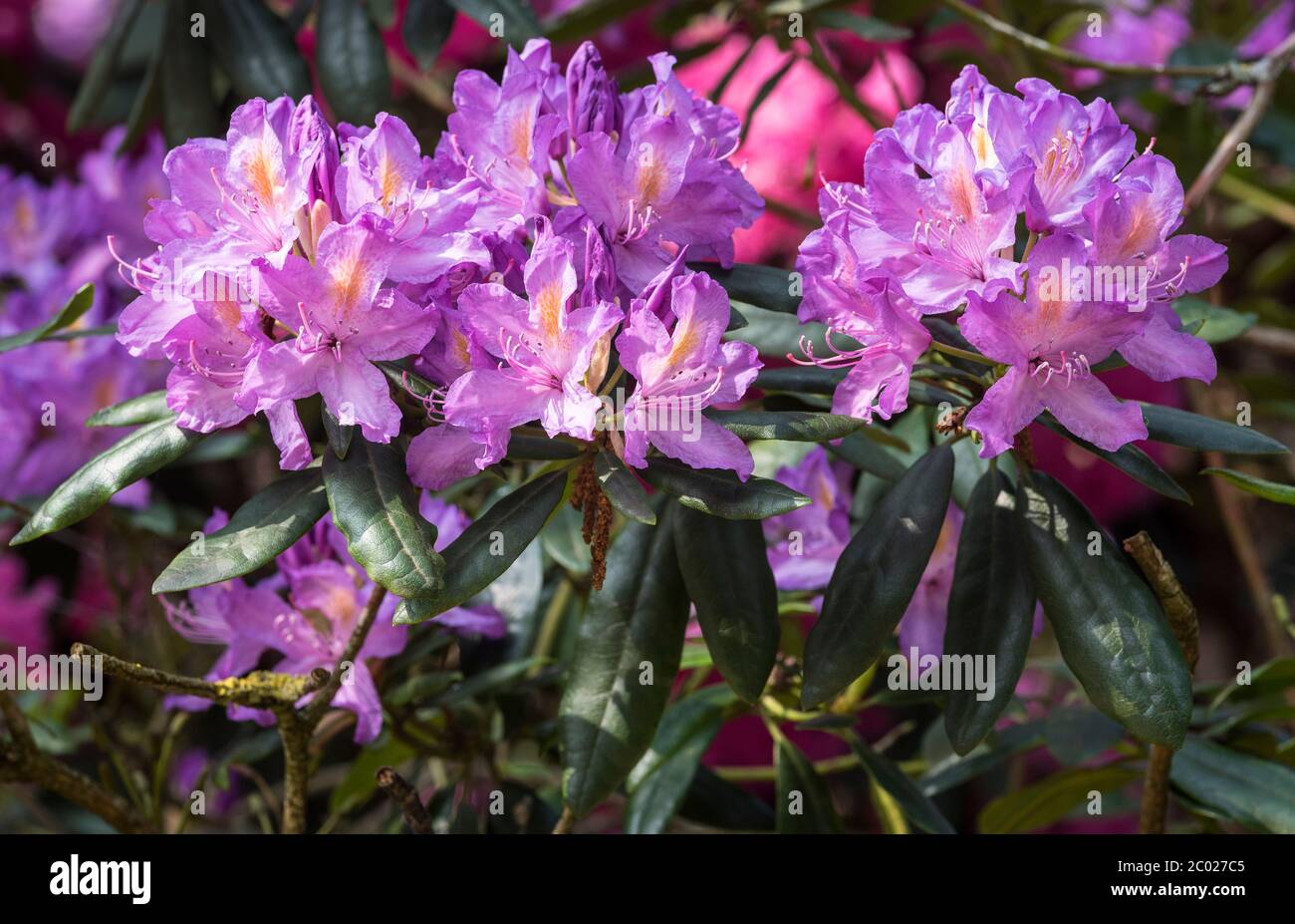 A pale purple Rhododendron with dark red / amber spots. Bright color ...