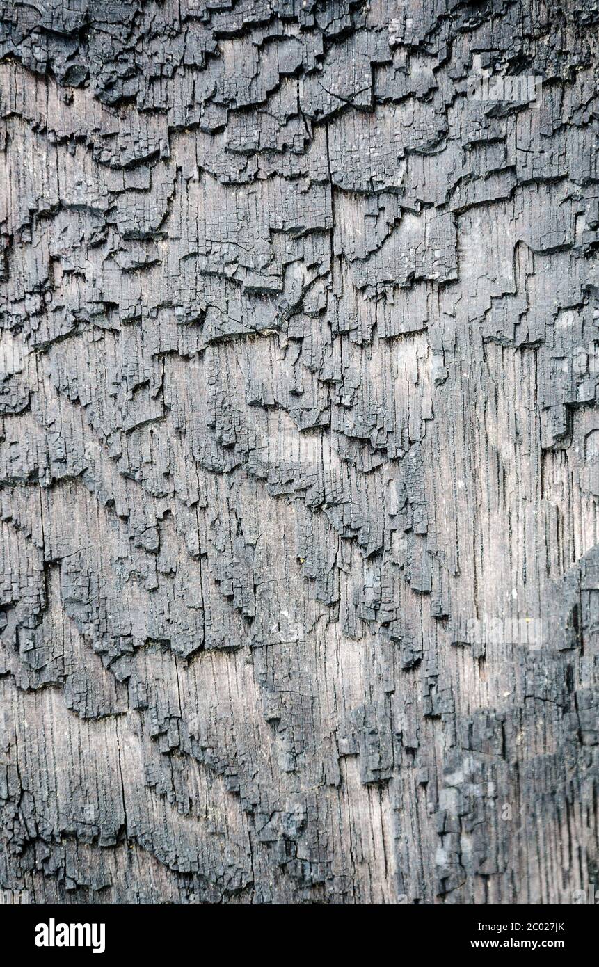 Fire bark hi-res stock photography and images - Alamy