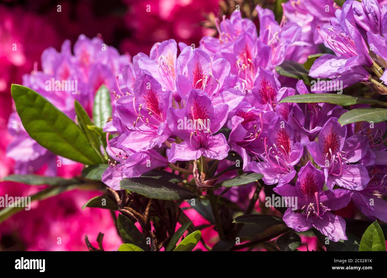A pale purple Rhododendron with dark red / amber spots. Bright color ...