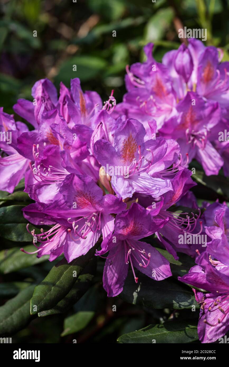 A pale purple Rhododendron with dark red / amber spots. Bright color ...