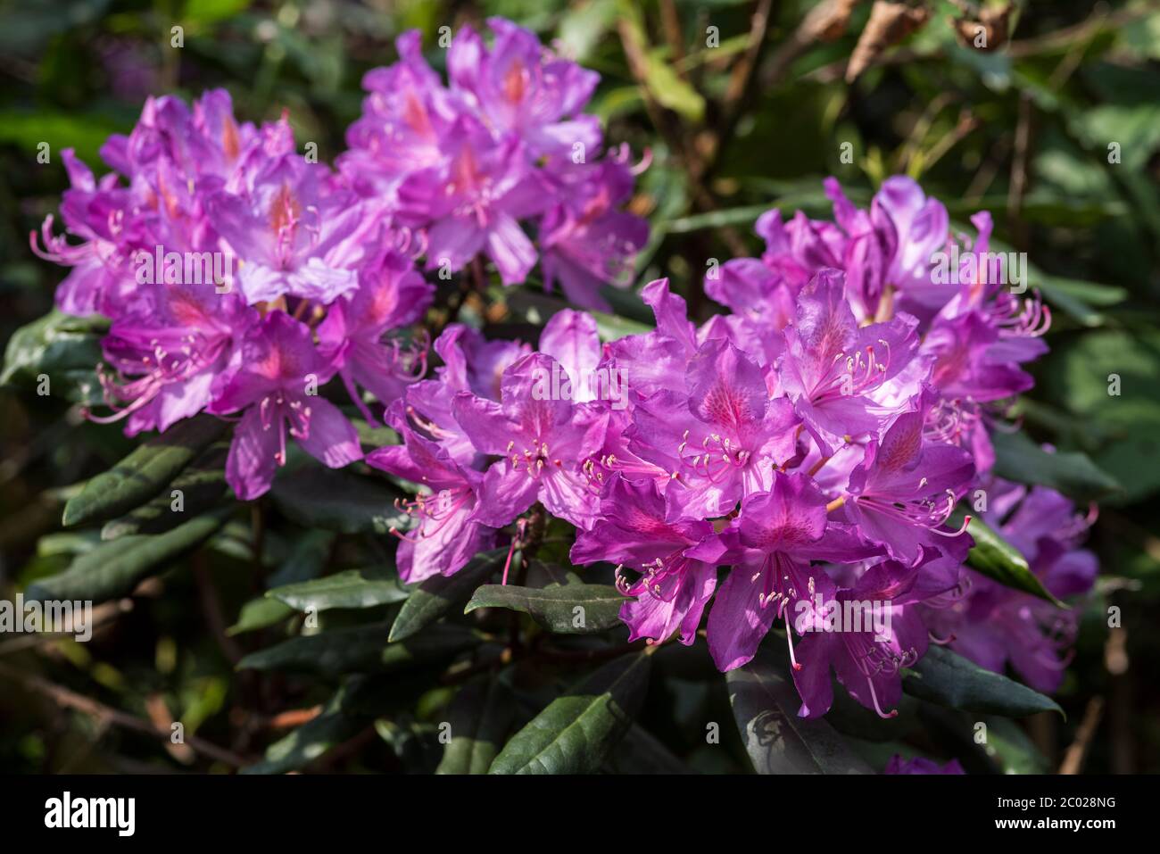 A pale purple Rhododendron with dark red / amber spots. Bright color ...