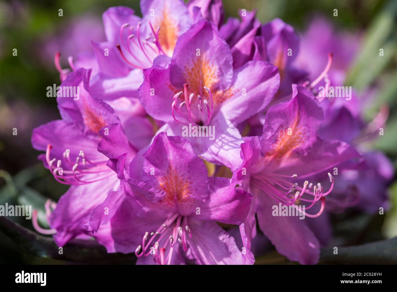 A pale purple Rhododendron with dark red / amber spots. Bright color ...